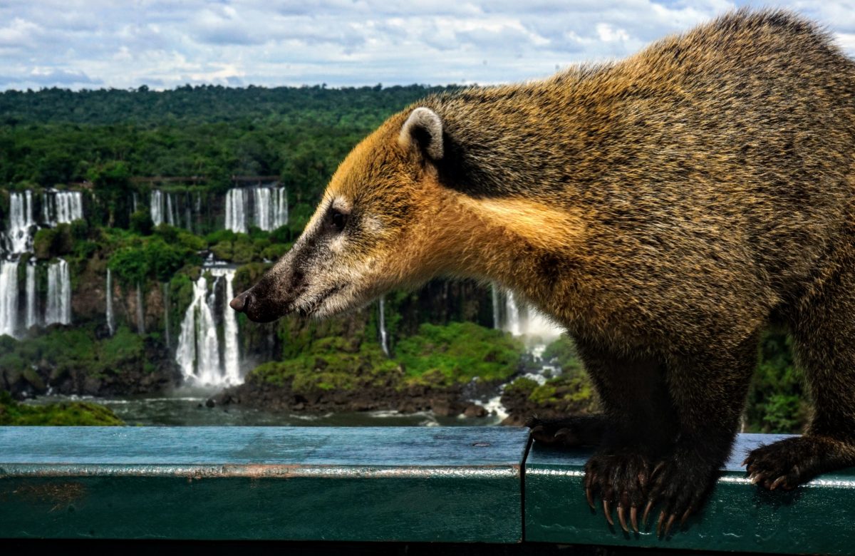 Quatis: a formação de "quadrilhas" na busca por comida humana