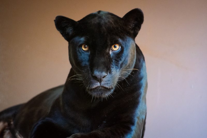 Câmeras flagram nascimento de dois filhotes de onça, confira