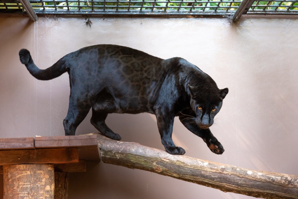 Câmeras flagram nascimento de dois filhotes de onça, confira