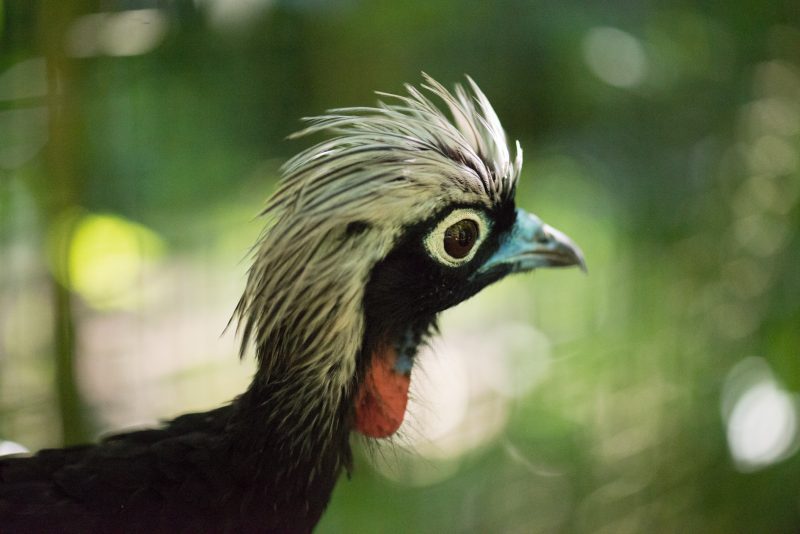 Saiba como o desmatamento da Mata Atlântica afeta as aves ...