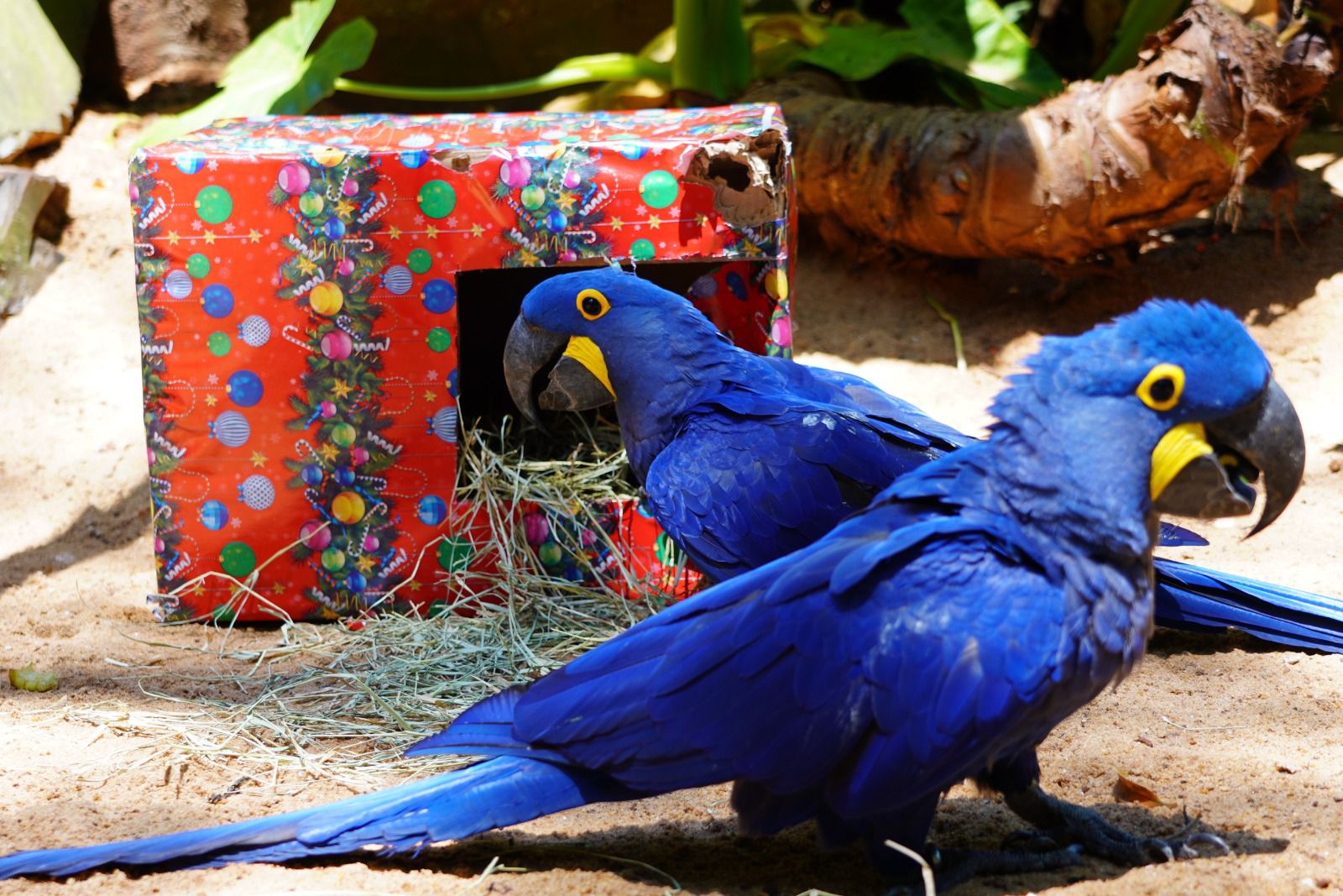 Celebre o enriquecimento de Natal no Parque das Aves - 100fronteiras.com