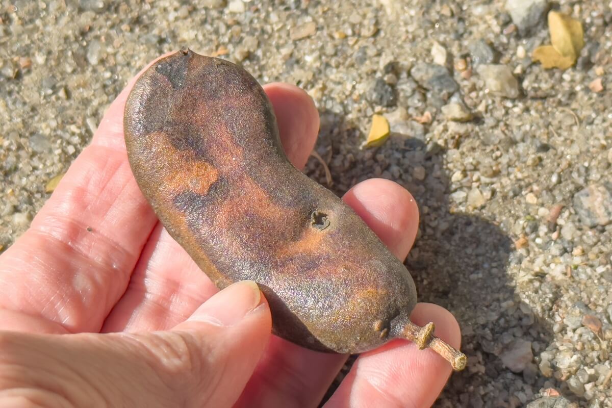 5 benefícios do jucá para a saúde e como usá-lo - 100fronteiras.com